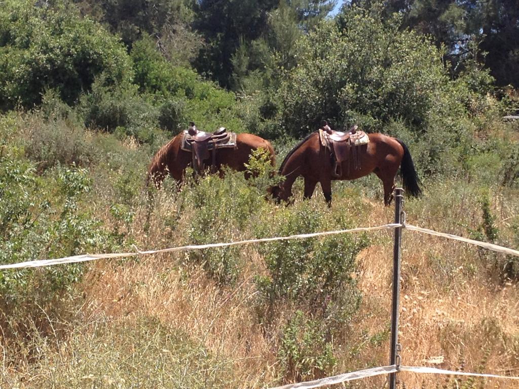 Horseback Riding, Kind David Stables - Noah Tours Israel Travel Blog